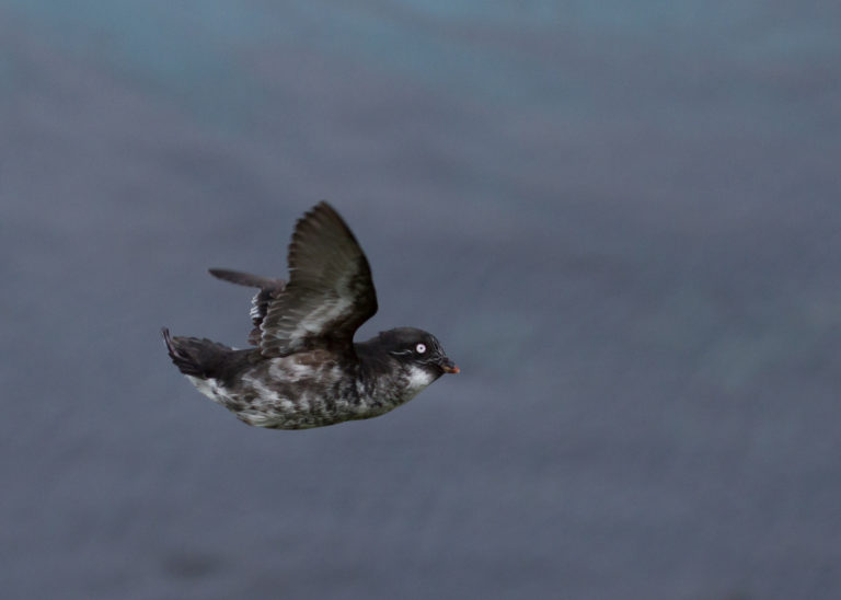 Pacific Seabird Group – Dedicated to the study and conservation of ...