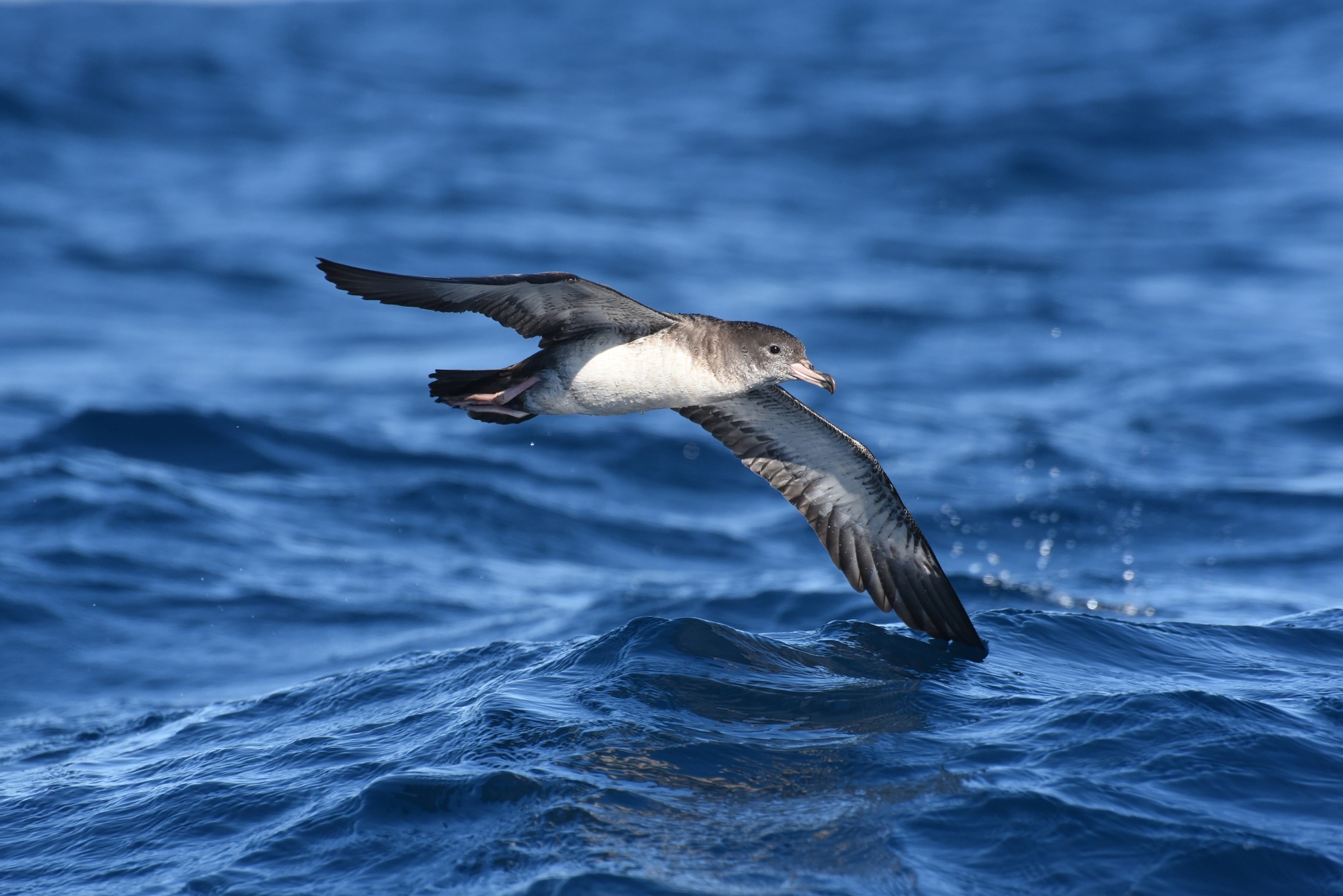 Committees and Delegates – Pacific Seabird Group